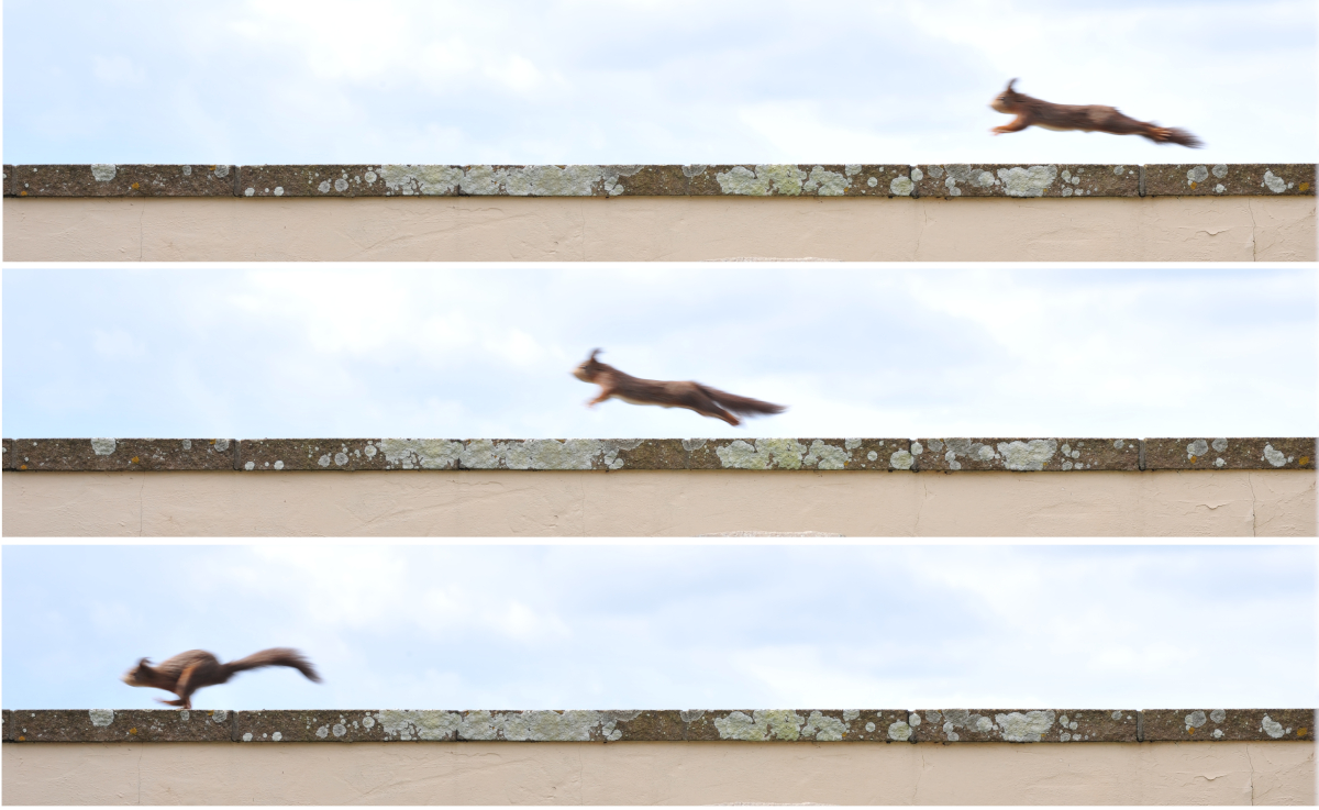 Squirrel speed – Mr Tarrant's physbang 'blog